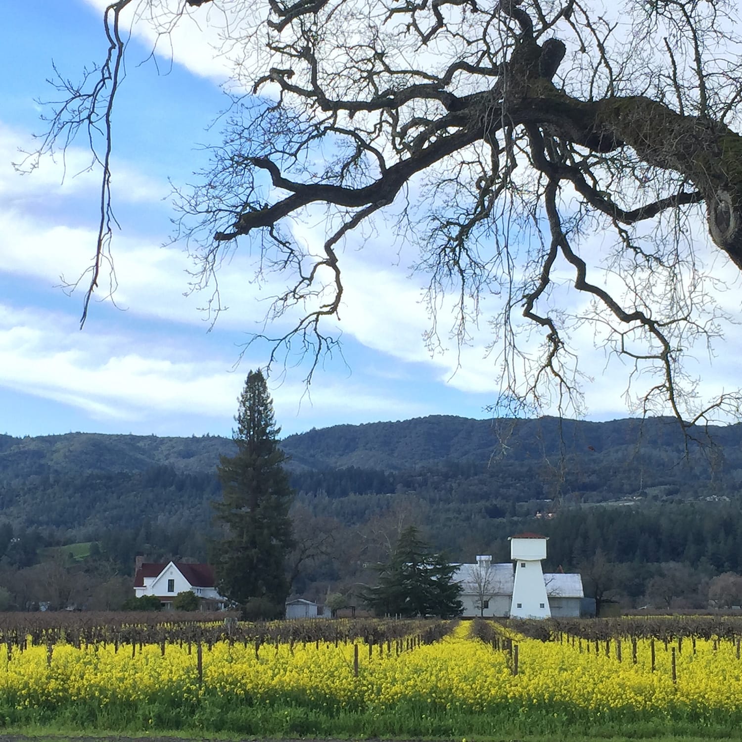 The Life Cycle of a Grape - First Avenue Vineyards