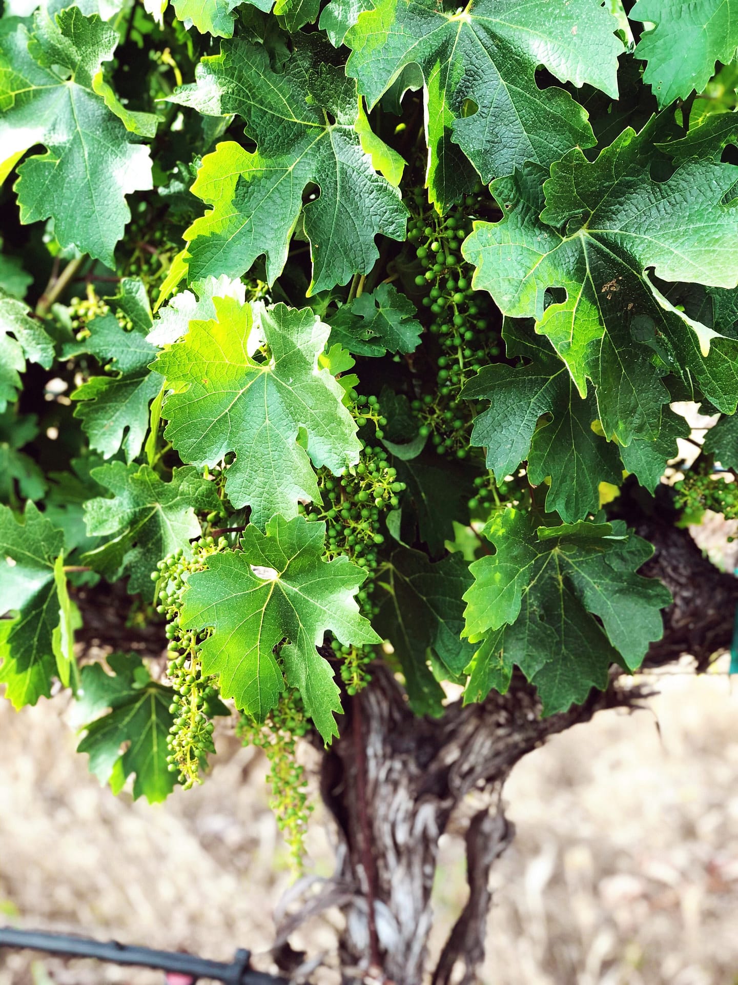 The Life Cycle of a Grape - First Avenue Vineyards